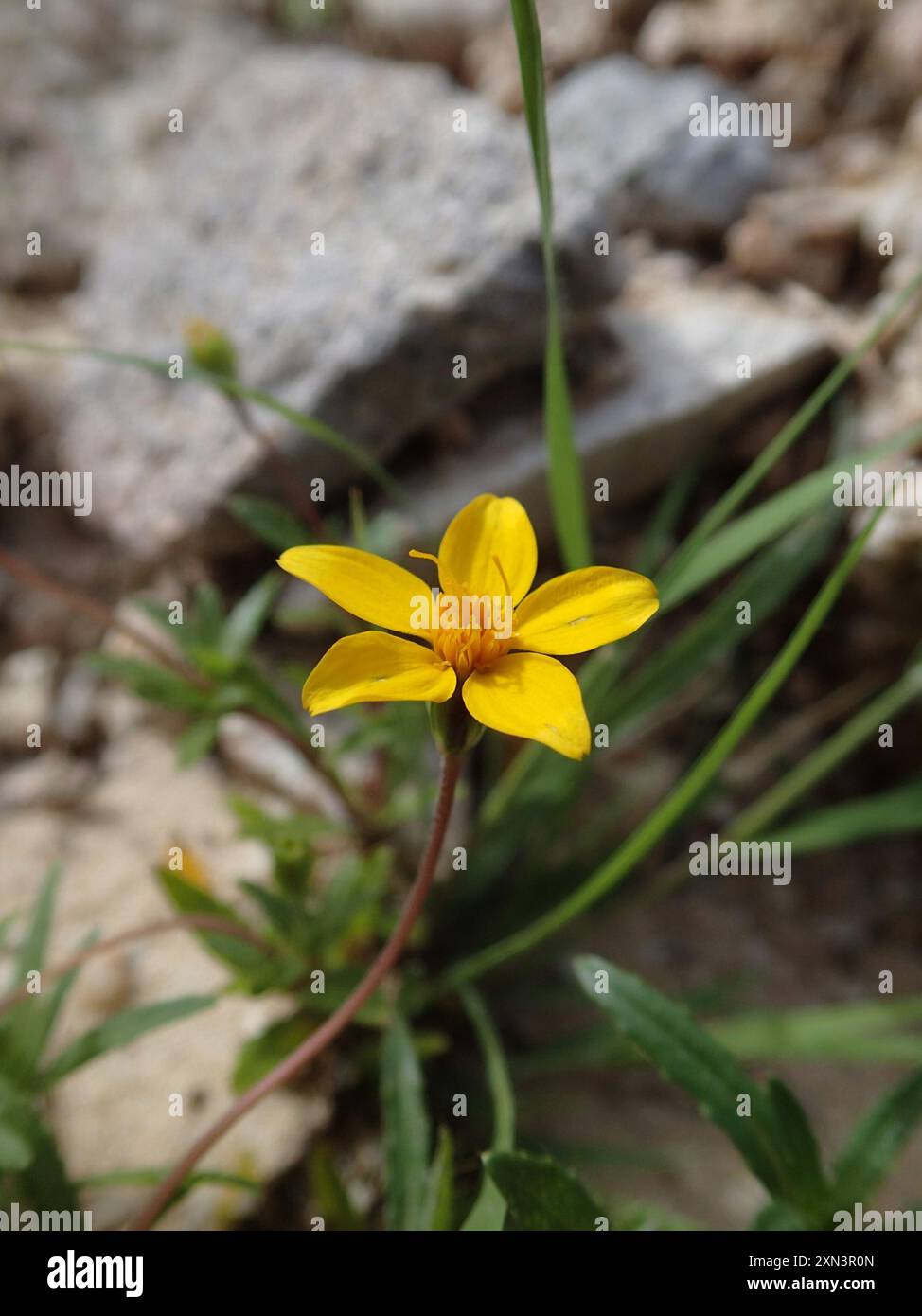 Cape chinchweed (Pectis multiseta) Plantae Stock Photo - Alamy