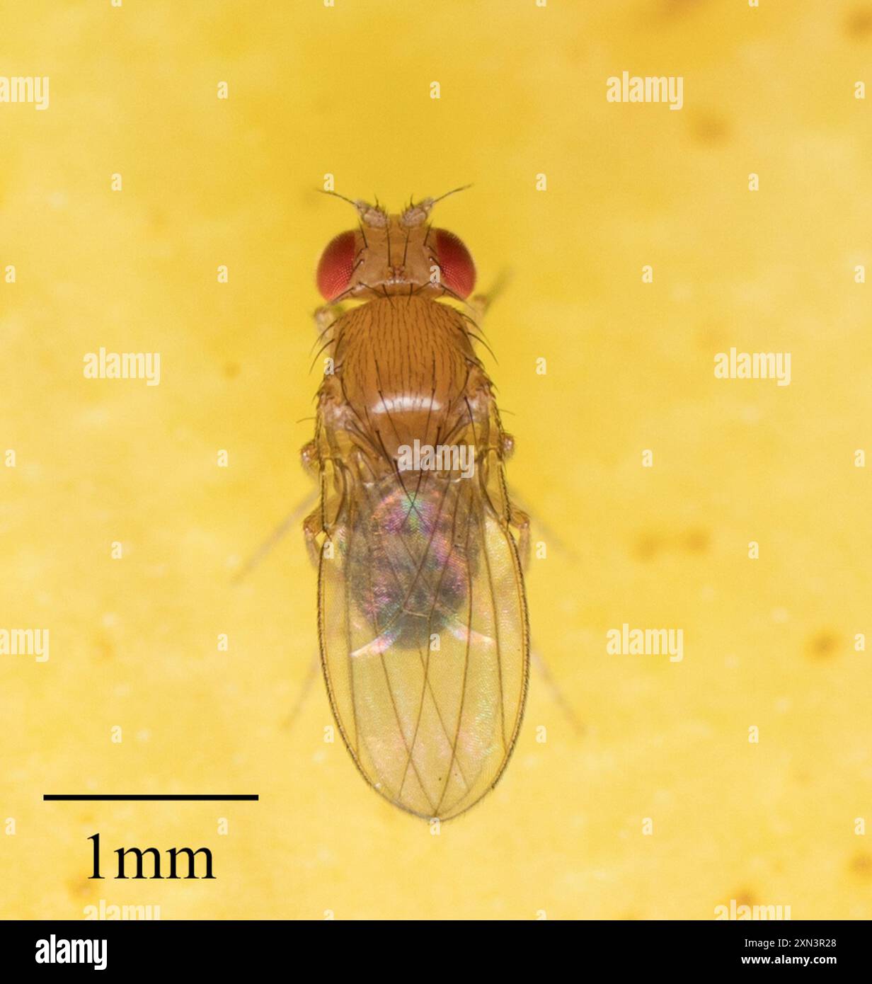 Common Fruit Fly (Drosophila melanogaster) Insecta Stock Photo - Alamy
