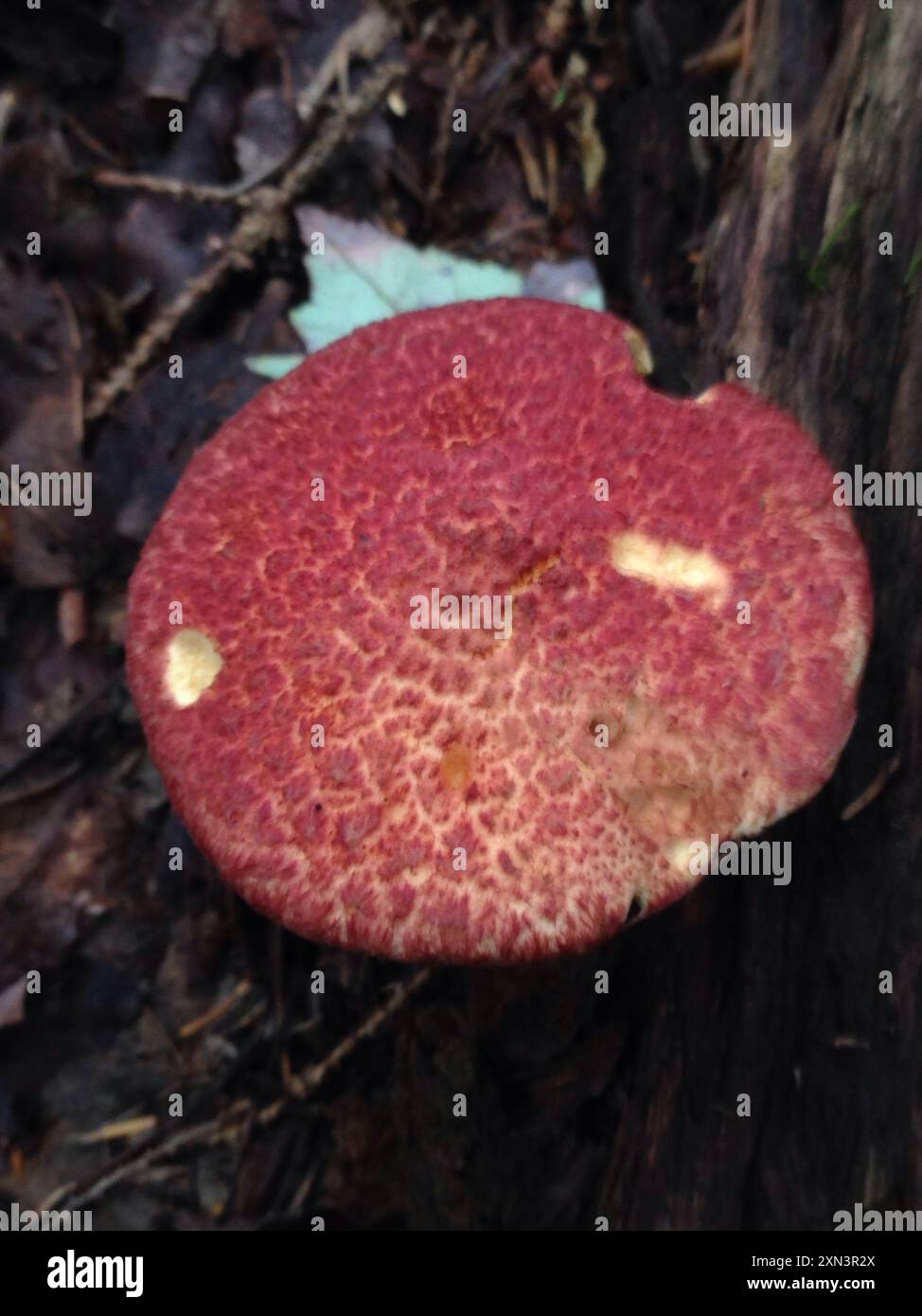 Painted Suillus (Suillus spraguei) Fungi Stock Photo - Alamy
