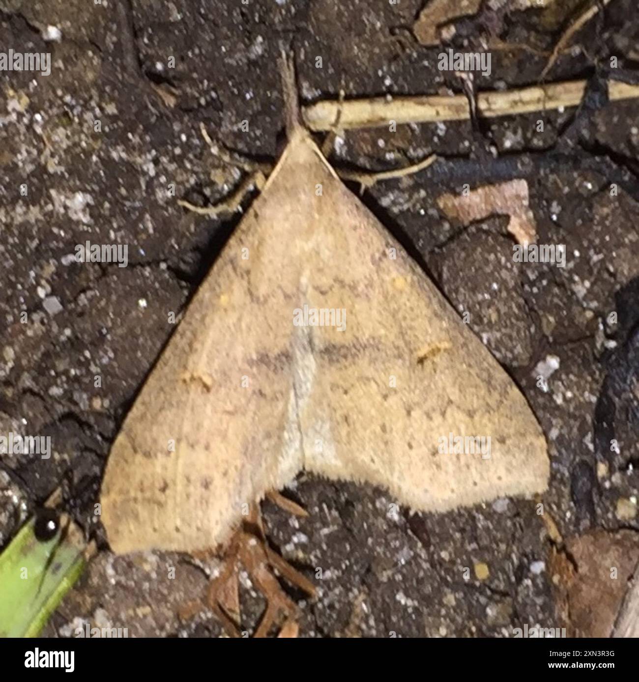 Speckled Renia Moth (Renia adspergillus) Insecta Stock Photo - Alamy