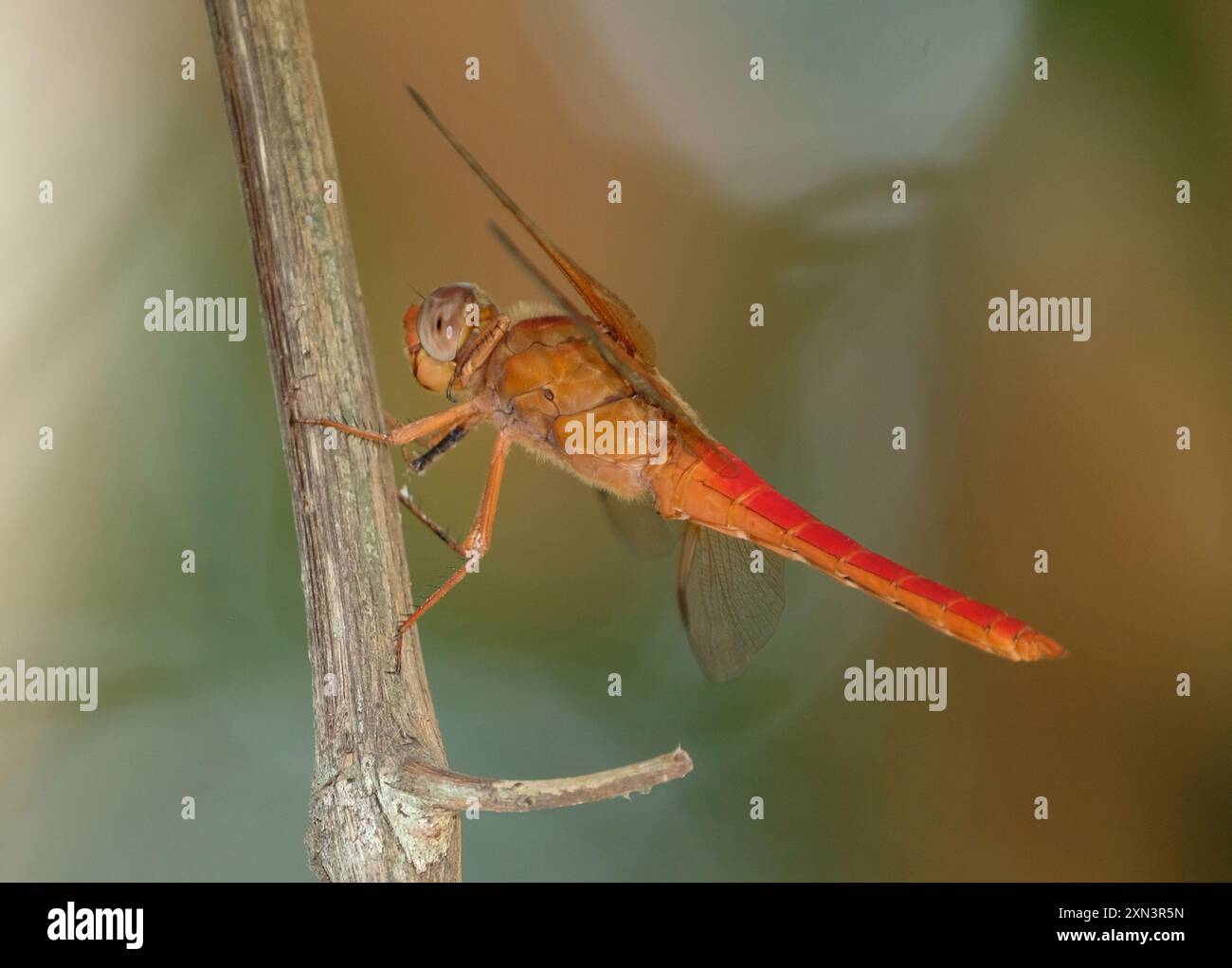 Neon Skimmer (Libellula croceipennis) Insecta Stock Photo - Alamy