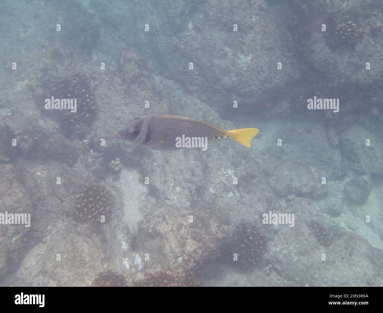 Razor Surgeonfish (Prionurus laticlavius) Actinopterygii Stock Photo ...