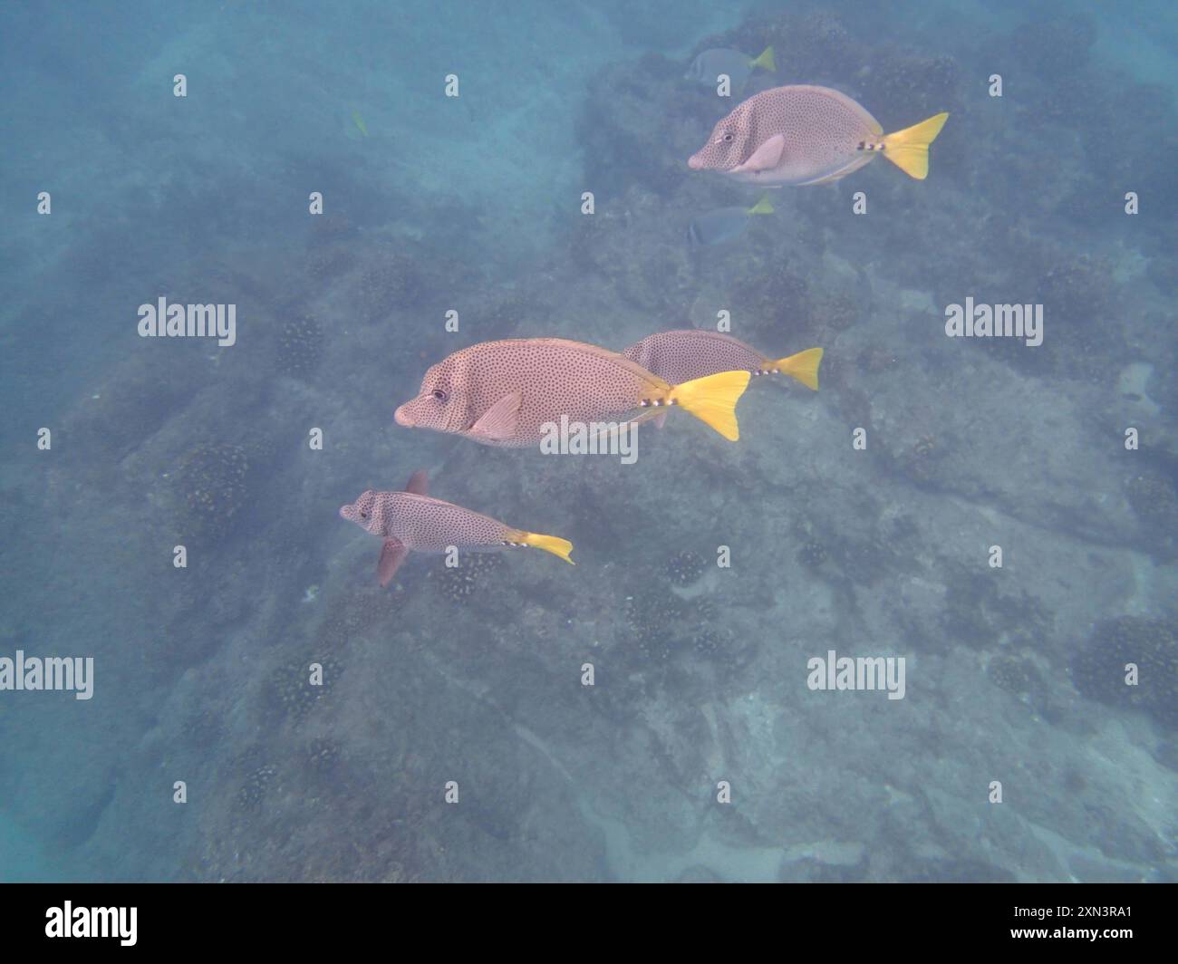 Prionurus laticlavius hi-res stock photography and images - Alamy