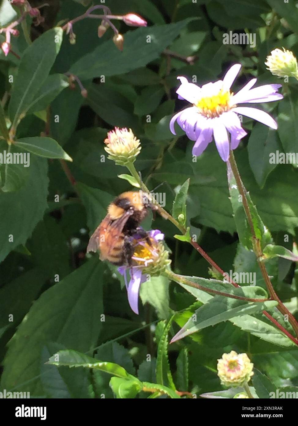 Northern Amber Bumble Bee (Bombus borealis) Insecta Stock Photo - Alamy
