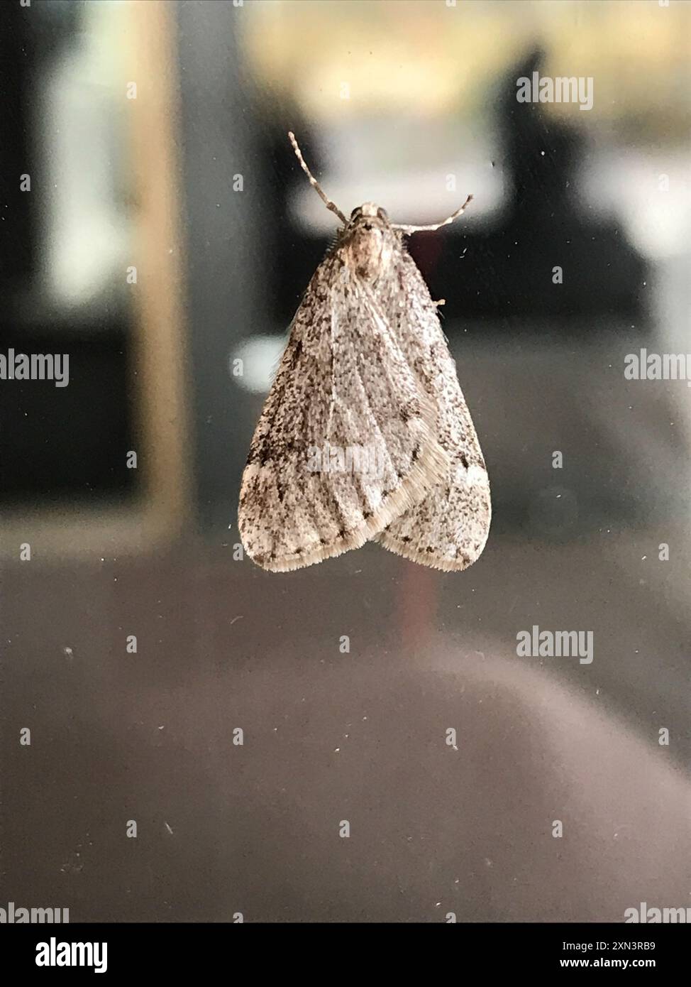 Fall Cankerworm Moth (Alsophila pometaria) Insecta Stock Photo - Alamy