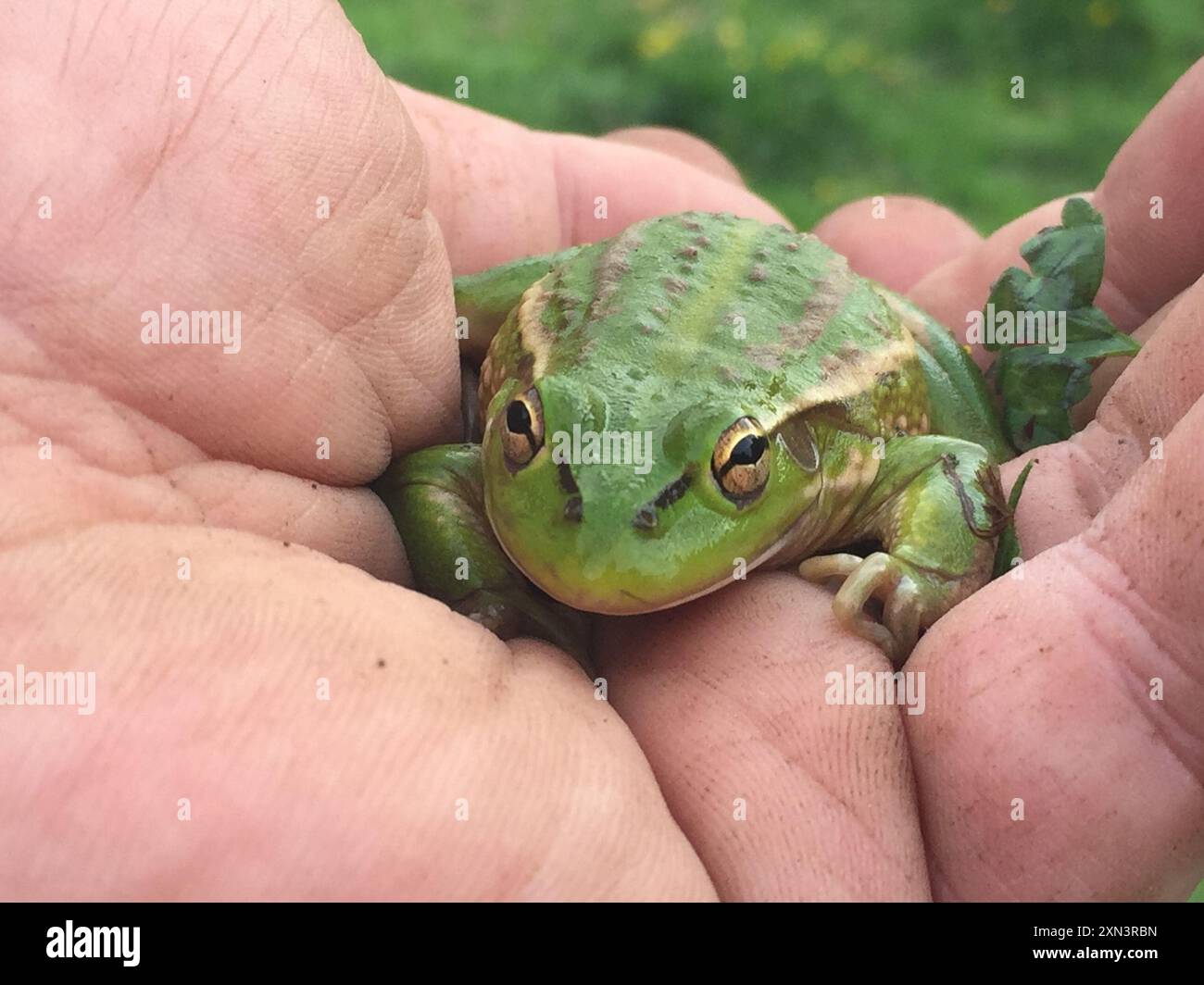 Southern Bell Frog (Ranoidea raniformis) Amphibia Stock Photo - Alamy
