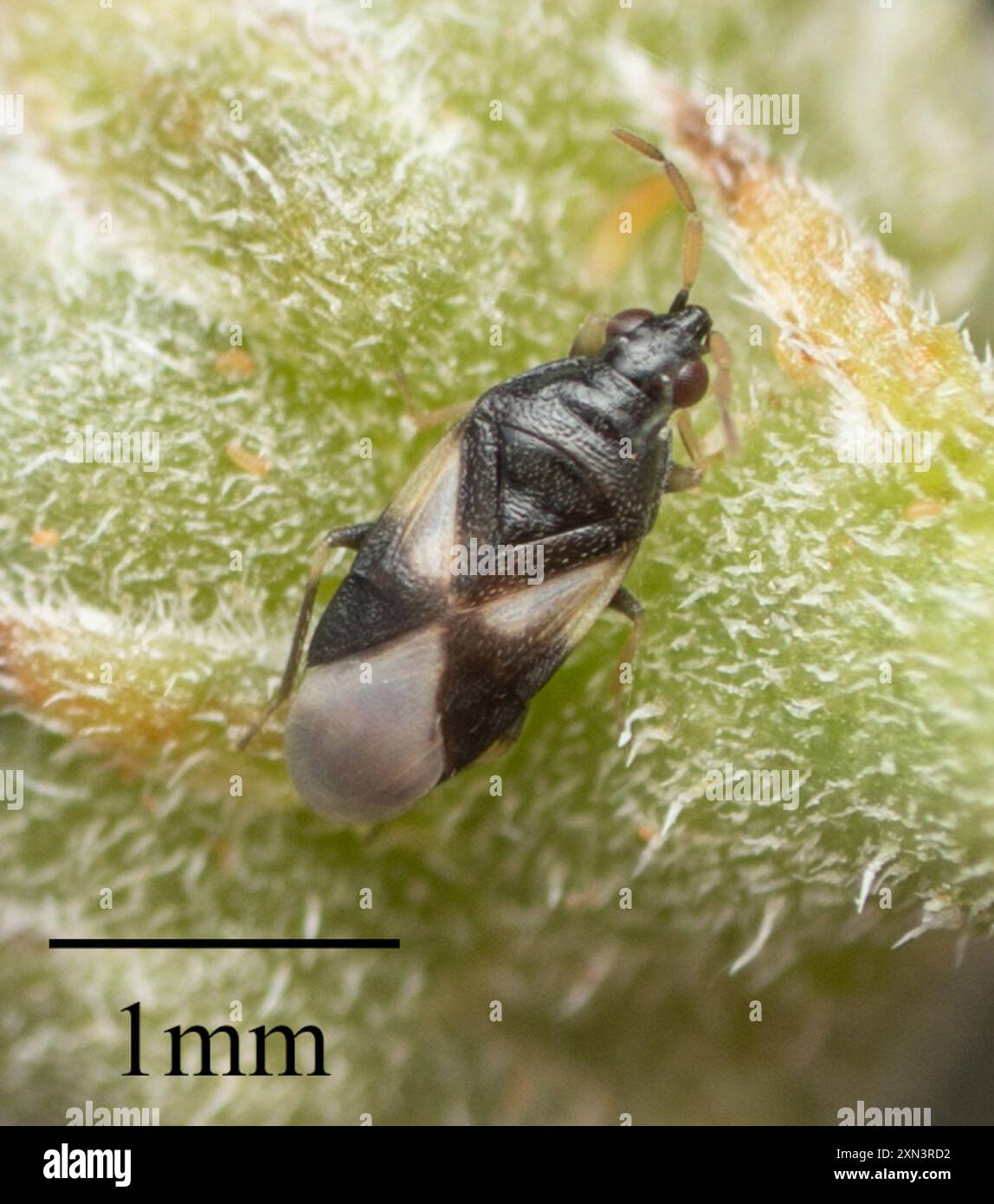 Minute pirate bugs (Anthocoridae) Insecta Stock Photo - Alamy