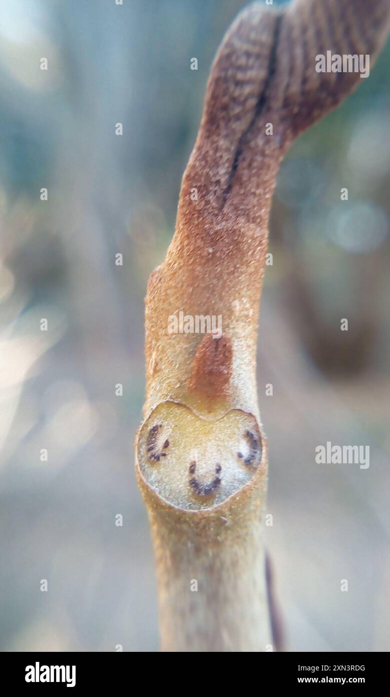 Japanese wingnut hi-res stock photography and images - Alamy