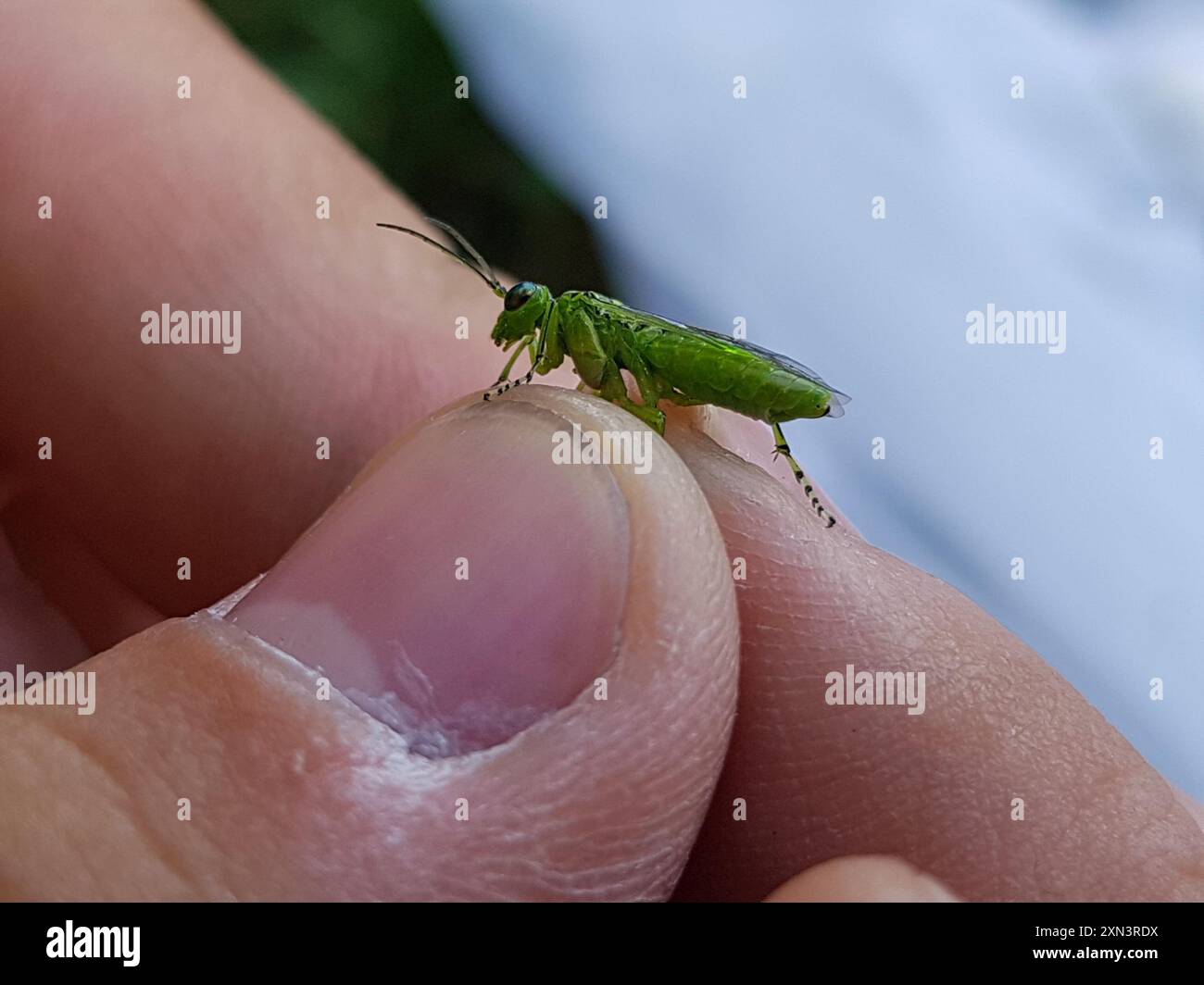 Dark Rhogogaster (Rhogogaster viridis) Insecta Stock Photo - Alamy