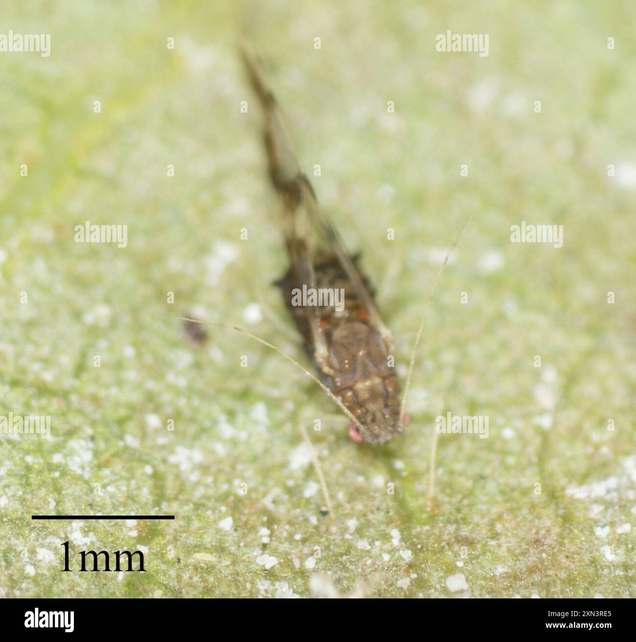 Eastern dusky-winged oak aphid (Neomyzocallis discolor) Insecta Stock ...