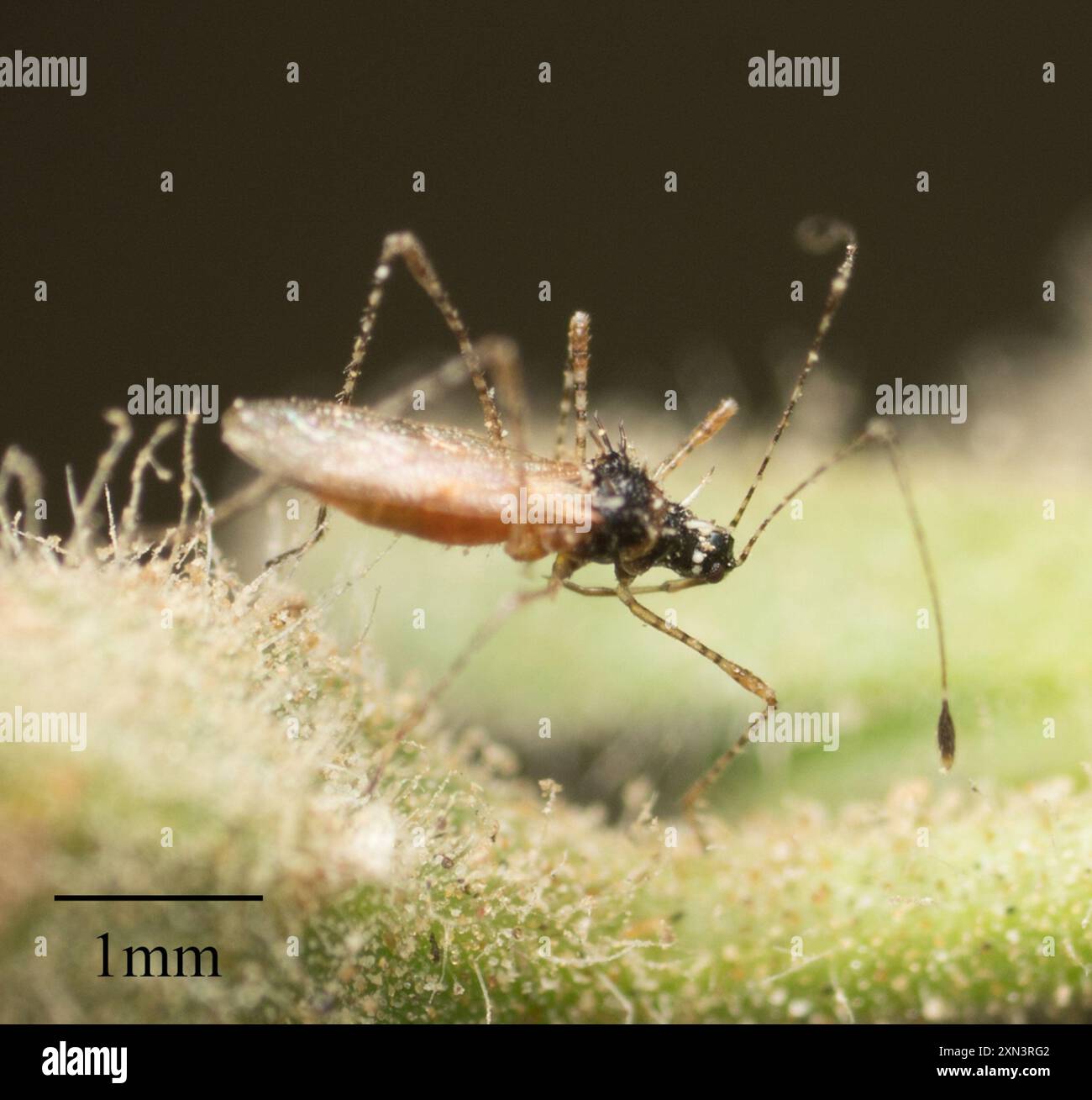 Stilt bugs hi-res stock photography and images - Alamy