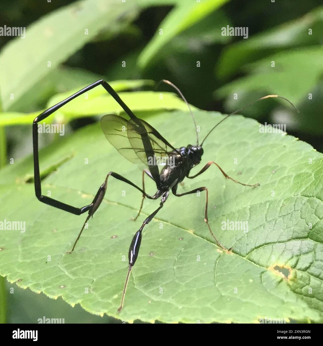 American Pelecinid Wasp (Pelecinus polyturator) Insecta Stock Photo - Alamy