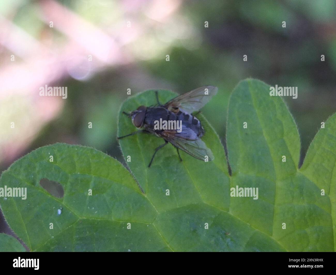 Cluster Flies (Pollenia) Insecta Stock Photo - Alamy