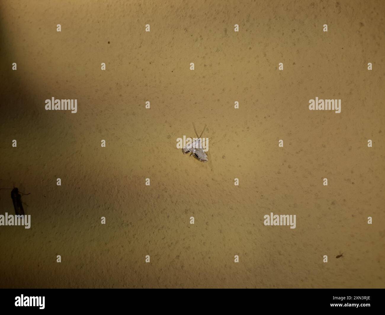 Small China-mark (Cataclysta lemnata) Insecta Stock Photo - Alamy