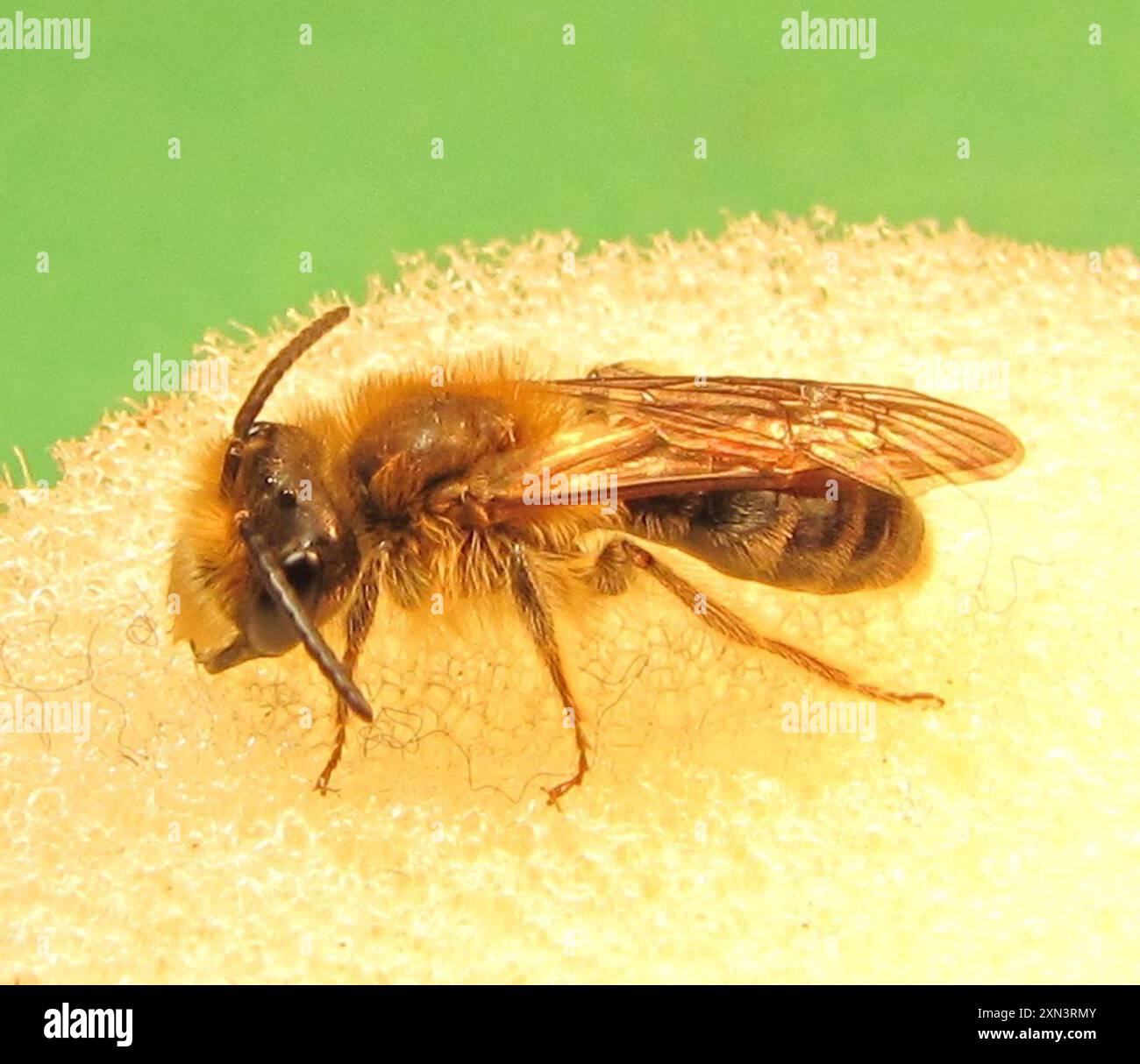 Mining Bees (Andrena) Insecta Stock Photo - Alamy