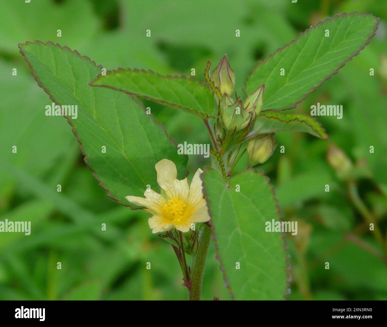 prickly fanpetals (Sida spinosa) Plantae Stock Photo - Alamy