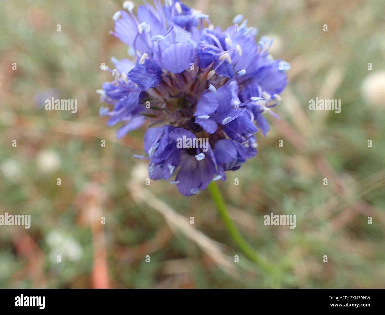 blue coast gilia (Gilia capitata chamissonis) Plantae Stock Photo - Alamy