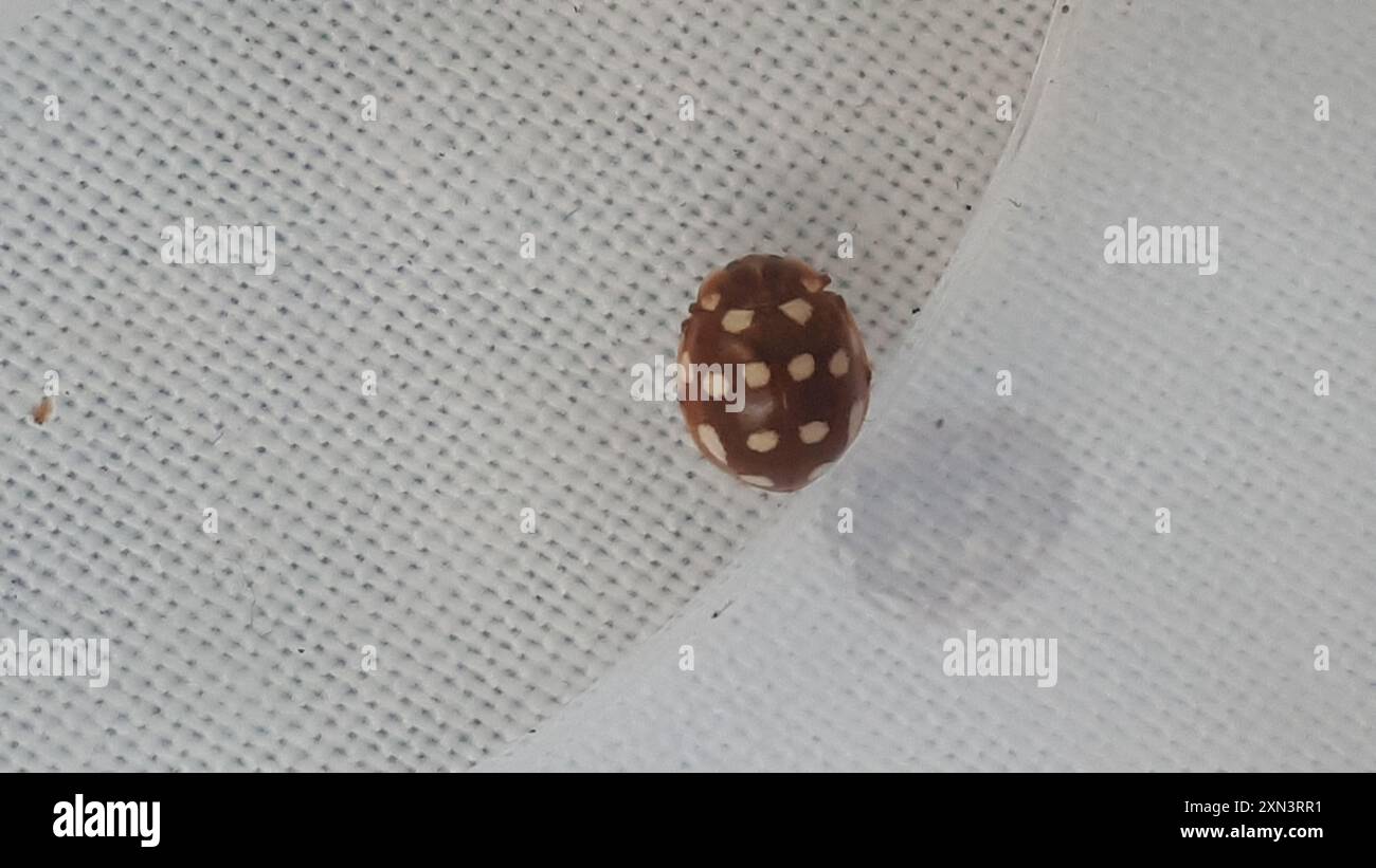 Cream-spotted Ladybird (Calvia quatuordecimguttata) Insecta Stock Photo ...
