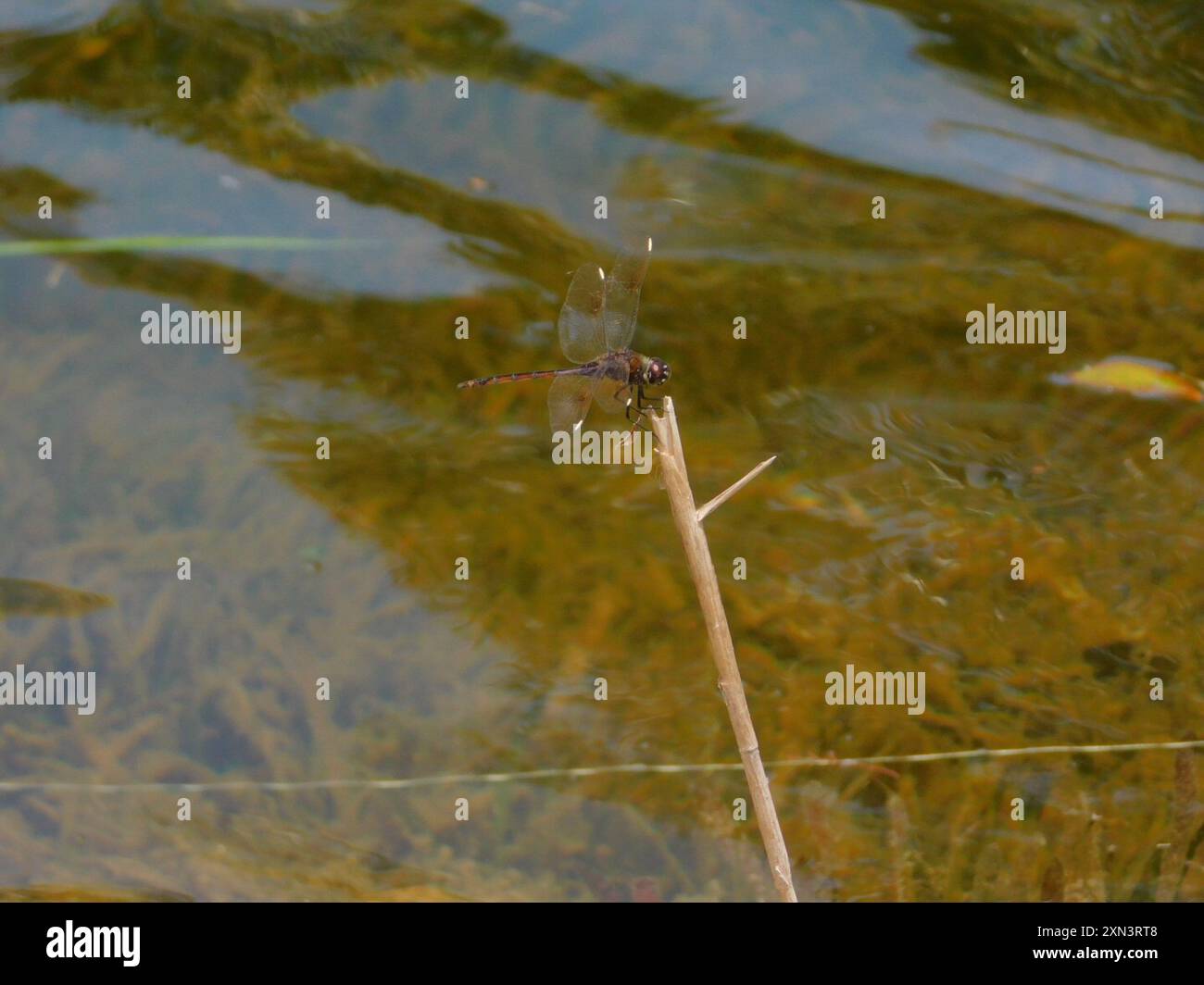 Four-spotted Pennant (Brachymesia gravida) Insecta Stock Photo - Alamy