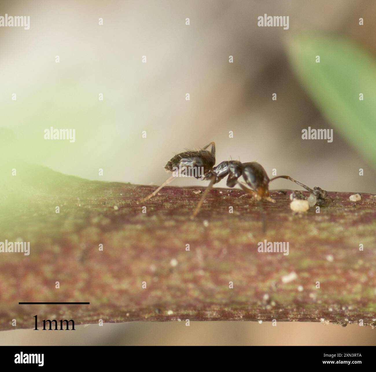 Brachymyrmex patagonicus hi-res stock photography and images - Alamy