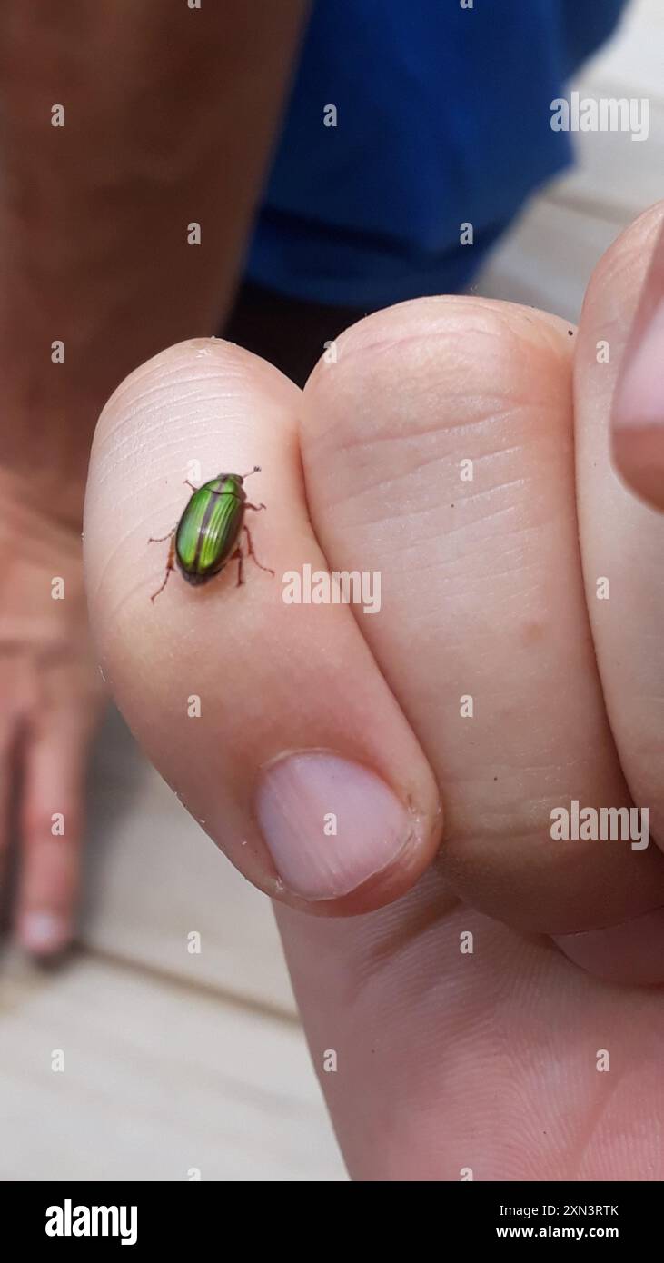 Manuka beetle (Pyronota festiva) Insecta Stock Photo - Alamy