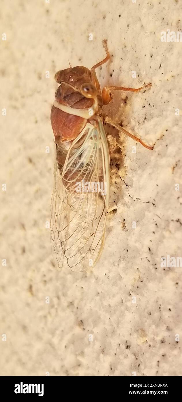 Diceroprocta hi-res stock photography and images - Alamy