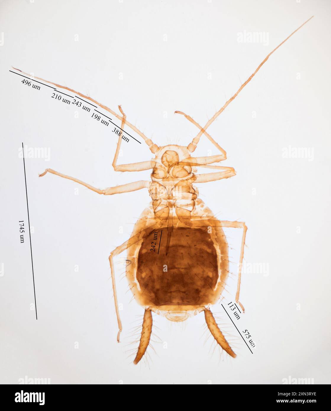 Psidii hi-res stock photography and images - Alamy