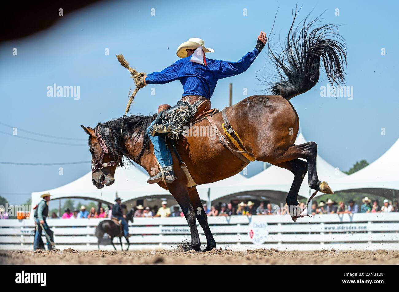A cowboy attempts to hold on to a bucking horse for the minimum of ...