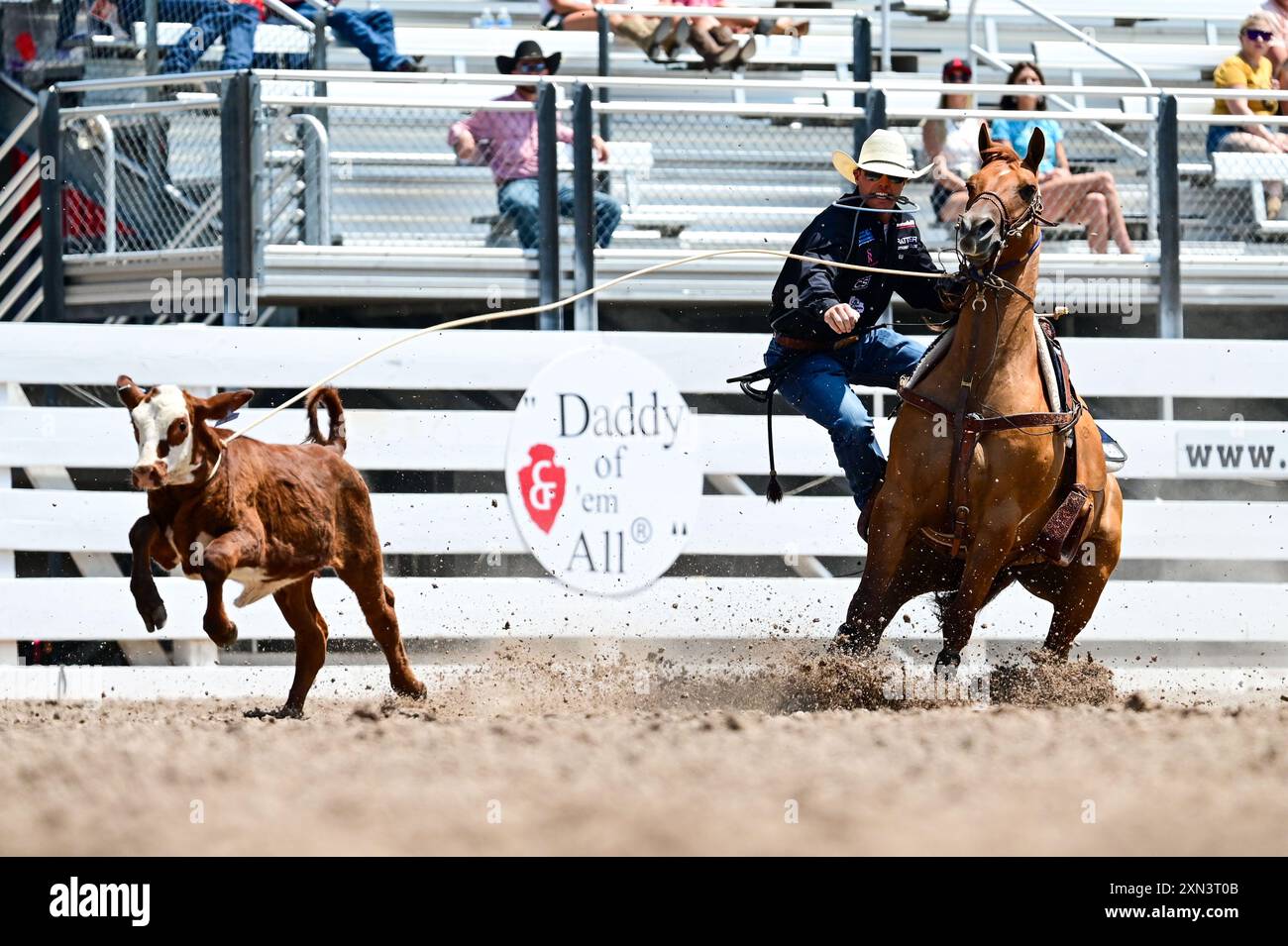 A cowboy ropes a calf during the tie down roping event at Cheyenne ...