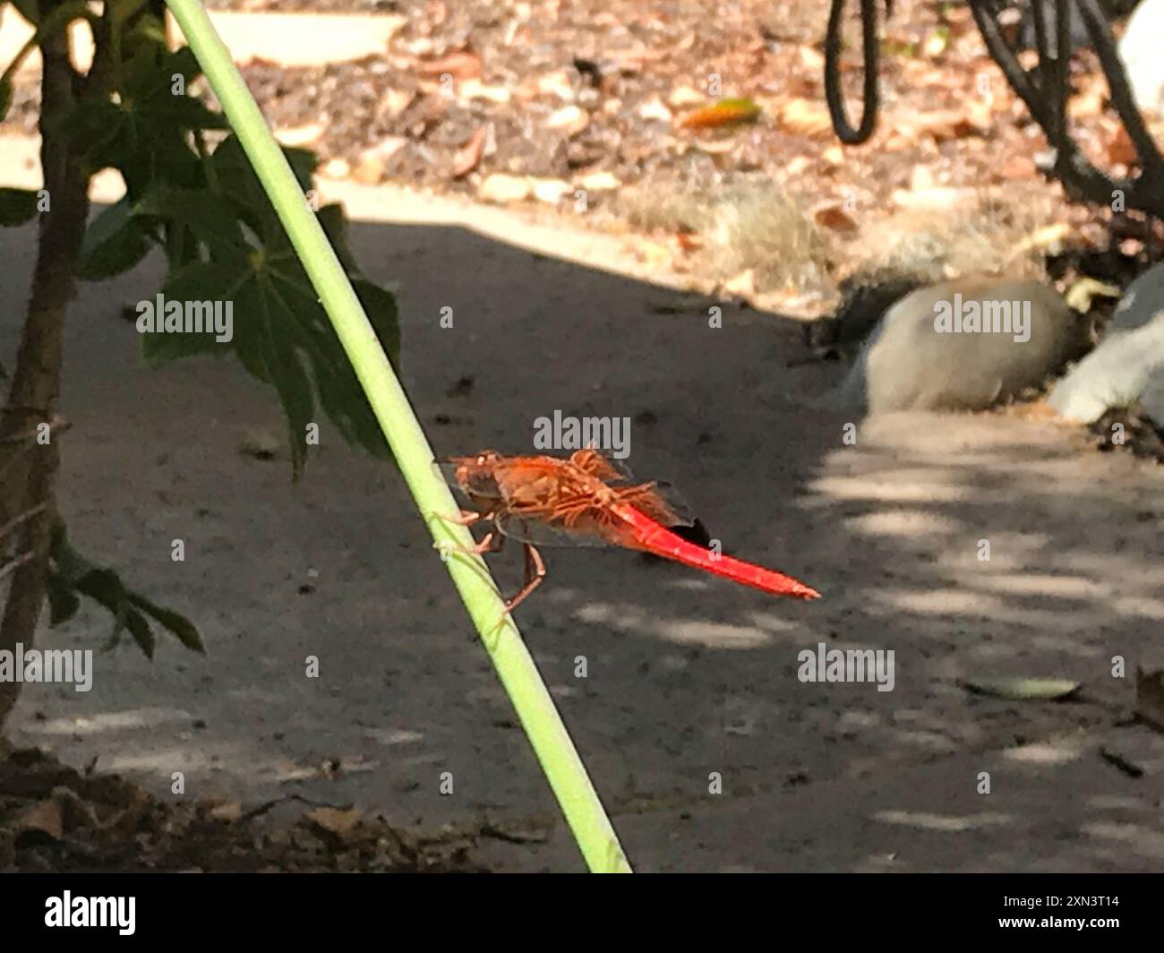 Neon Skimmer (Libellula croceipennis) Insecta Stock Photo - Alamy