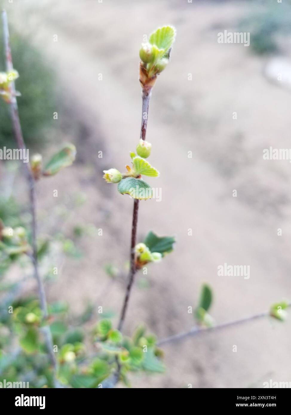 Birchleaf Mountain Mahogany (Cercocarpus betuloides) Plantae Stock ...