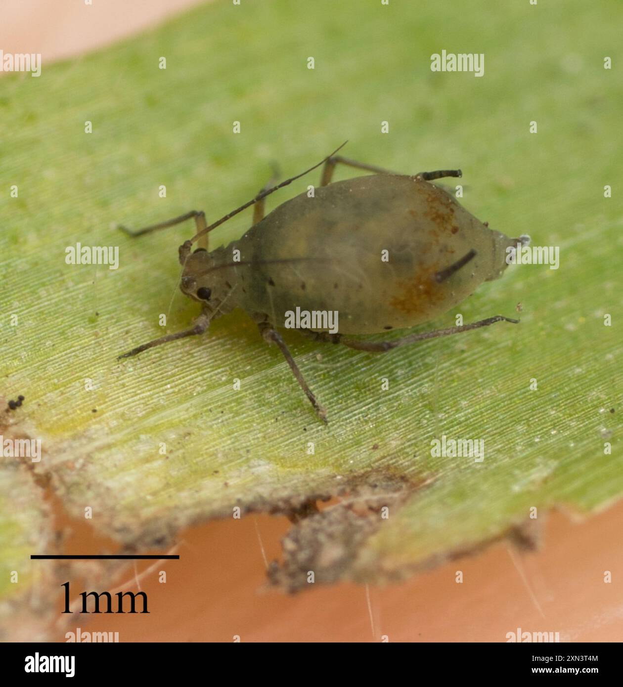 Bird Cherry-oat Aphid (Rhopalosiphum padi) Insecta Stock Photo - Alamy