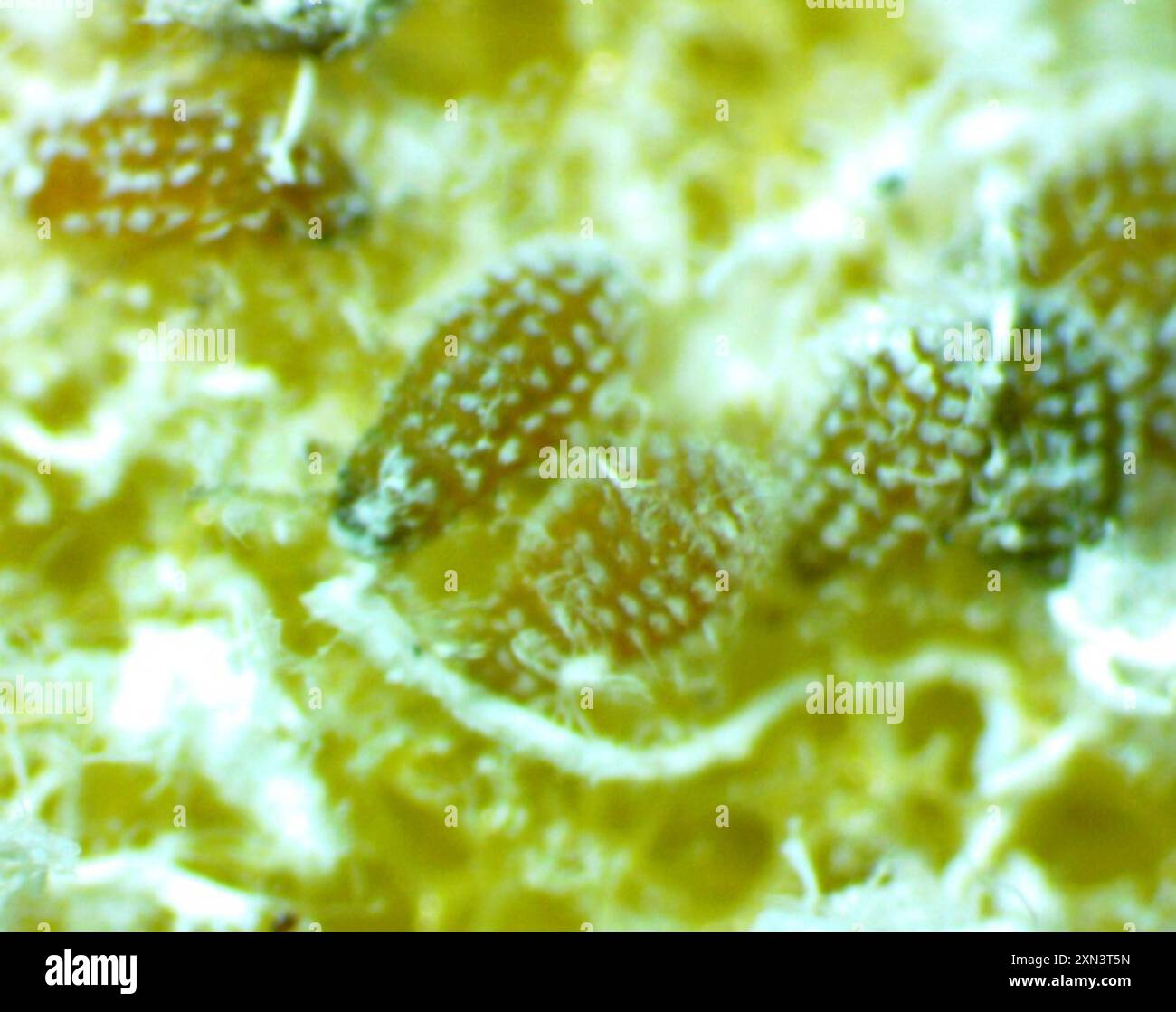 Woolly Alder Aphid (Prociphilus tessellatus) Insecta Stock Photo - Alamy