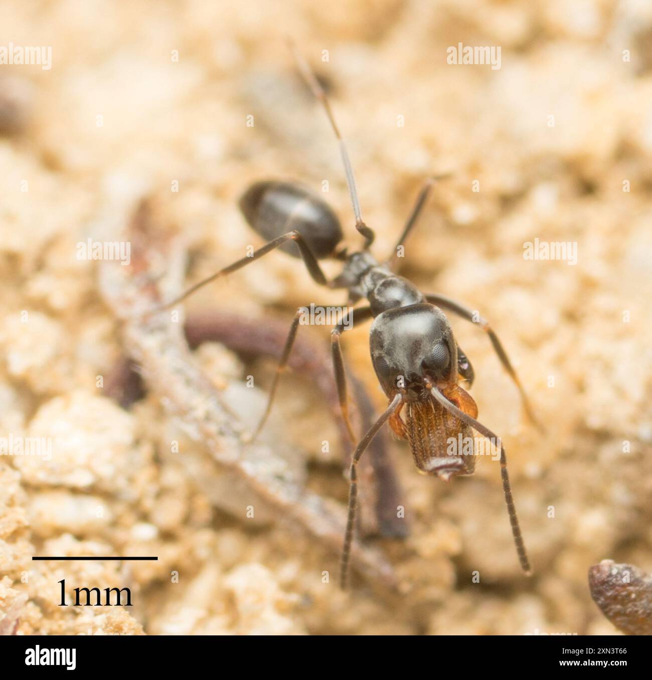 Argentine Ant (Linepithema humile) Insecta Stock Photo - Alamy