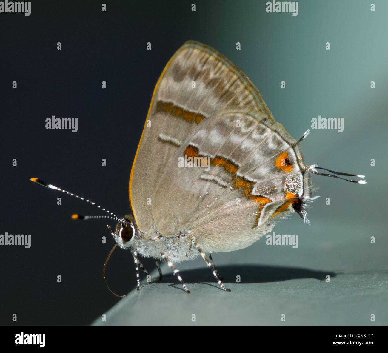 Ecbatana hi-res stock photography and images - Alamy