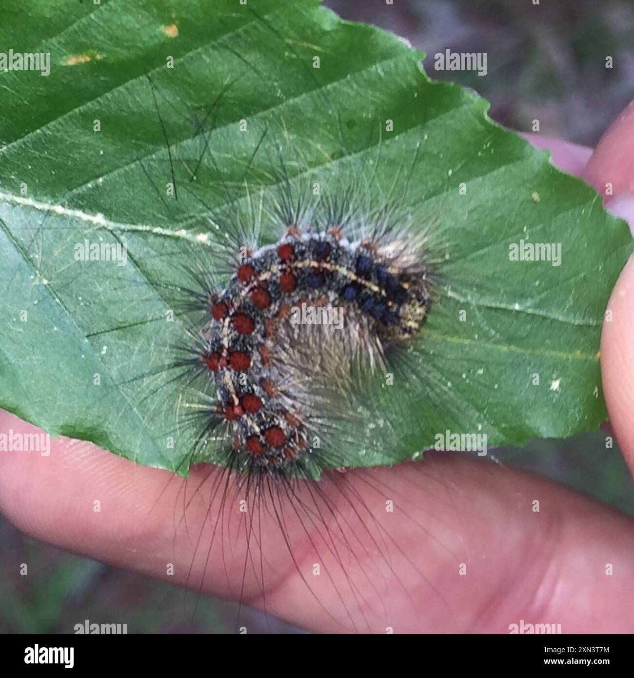 Spongy Moth (Lymantria dispar) Insecta Stock Photo - Alamy