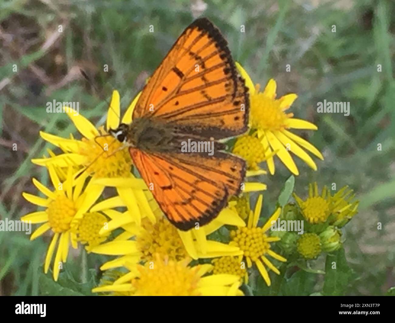 Maui's copper (Lycaena edna) Insecta Stock Photo - Alamy