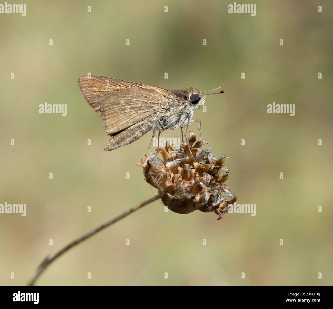 Pygmy Skipper (Gegenes pumilio) Insecta Stock Photo - Alamy