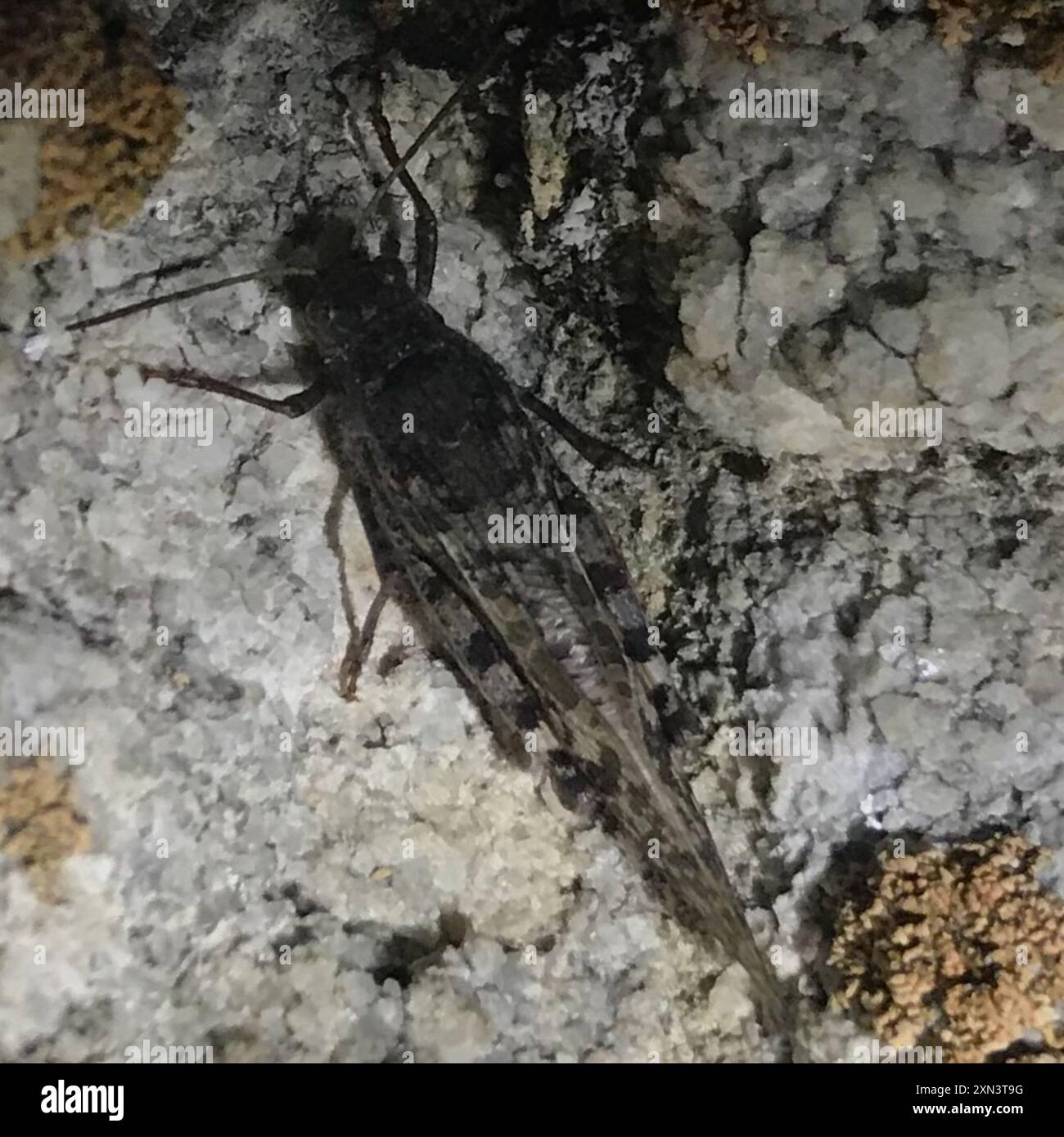 (Angaracris barabensis) Insecta Stock Photo - Alamy