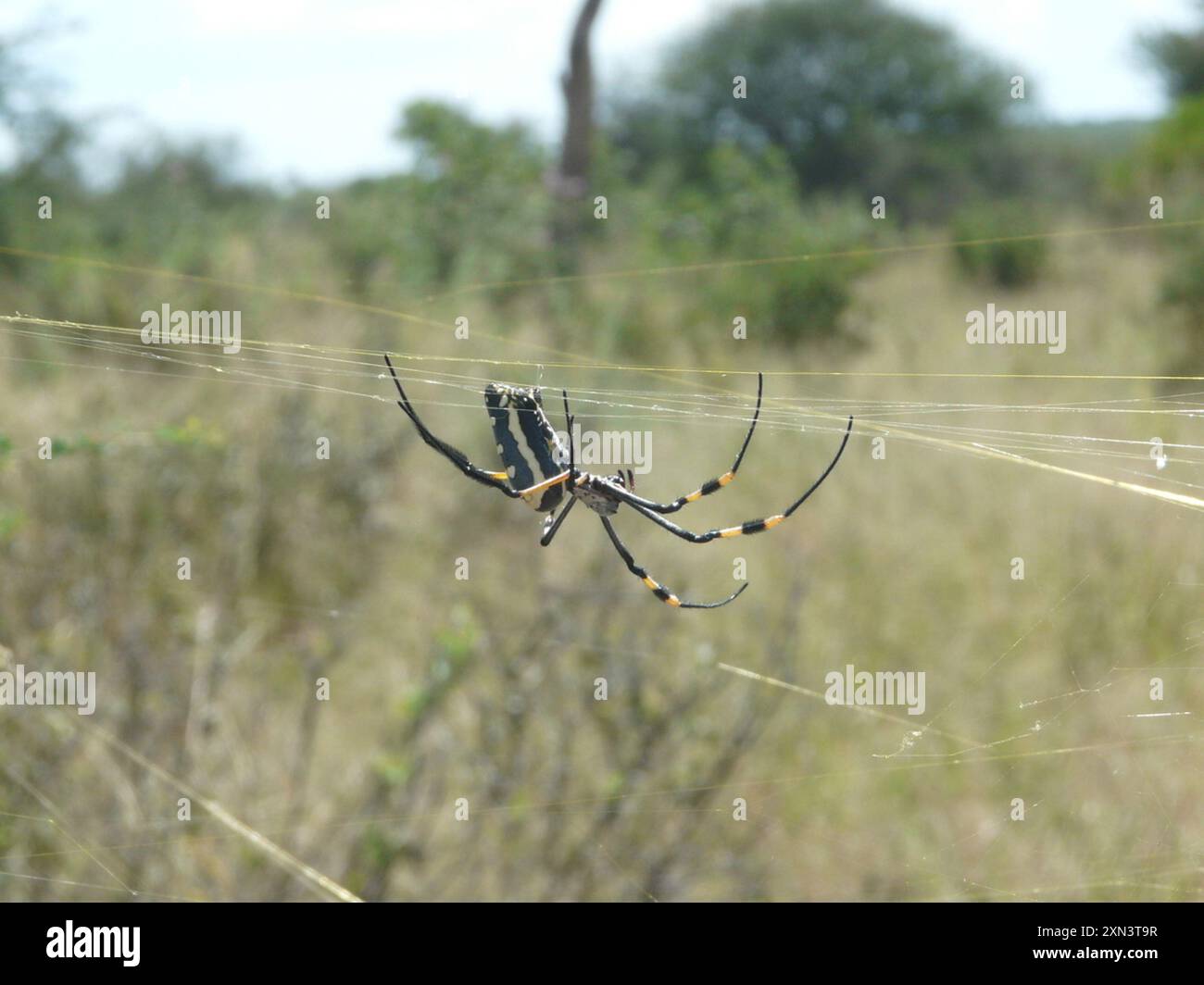 banded-legged golden orb-web spider (Trichonephila senegalensis ...