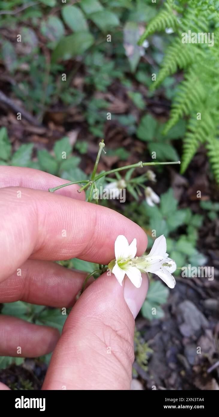Two-leaved Toothwort (Cardamine diphylla) Plantae Stock Photo - Alamy