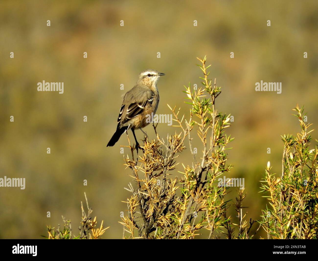 Patagonian Mockingbird (Mimus patagonicus) Aves Stock Photo - Alamy