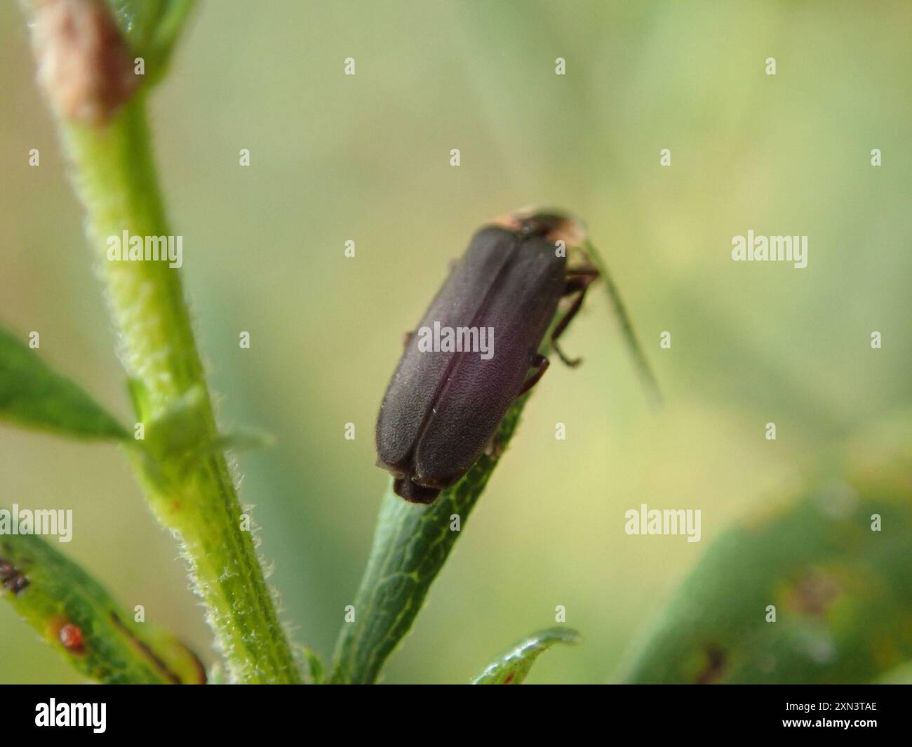 typical fireflies (Lampyrinae) Insecta Stock Photo - Alamy