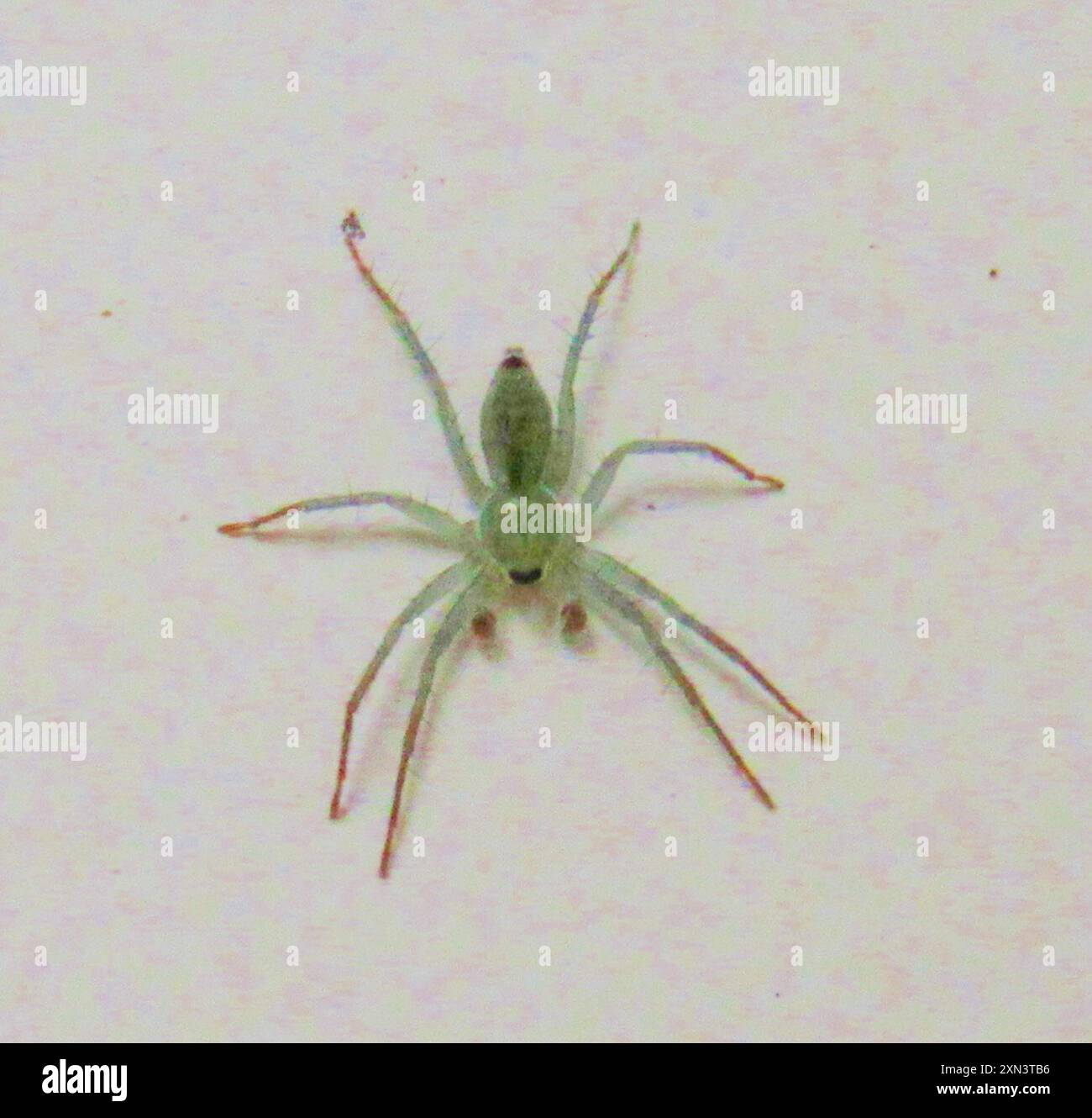 Ghost Spiders (Anyphaenidae) Arachnida Stock Photo - Alamy