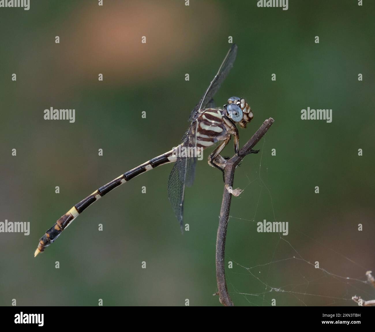 Five-striped Leaftail (Phyllogomphoides albrighti) Insecta Stock Photo ...