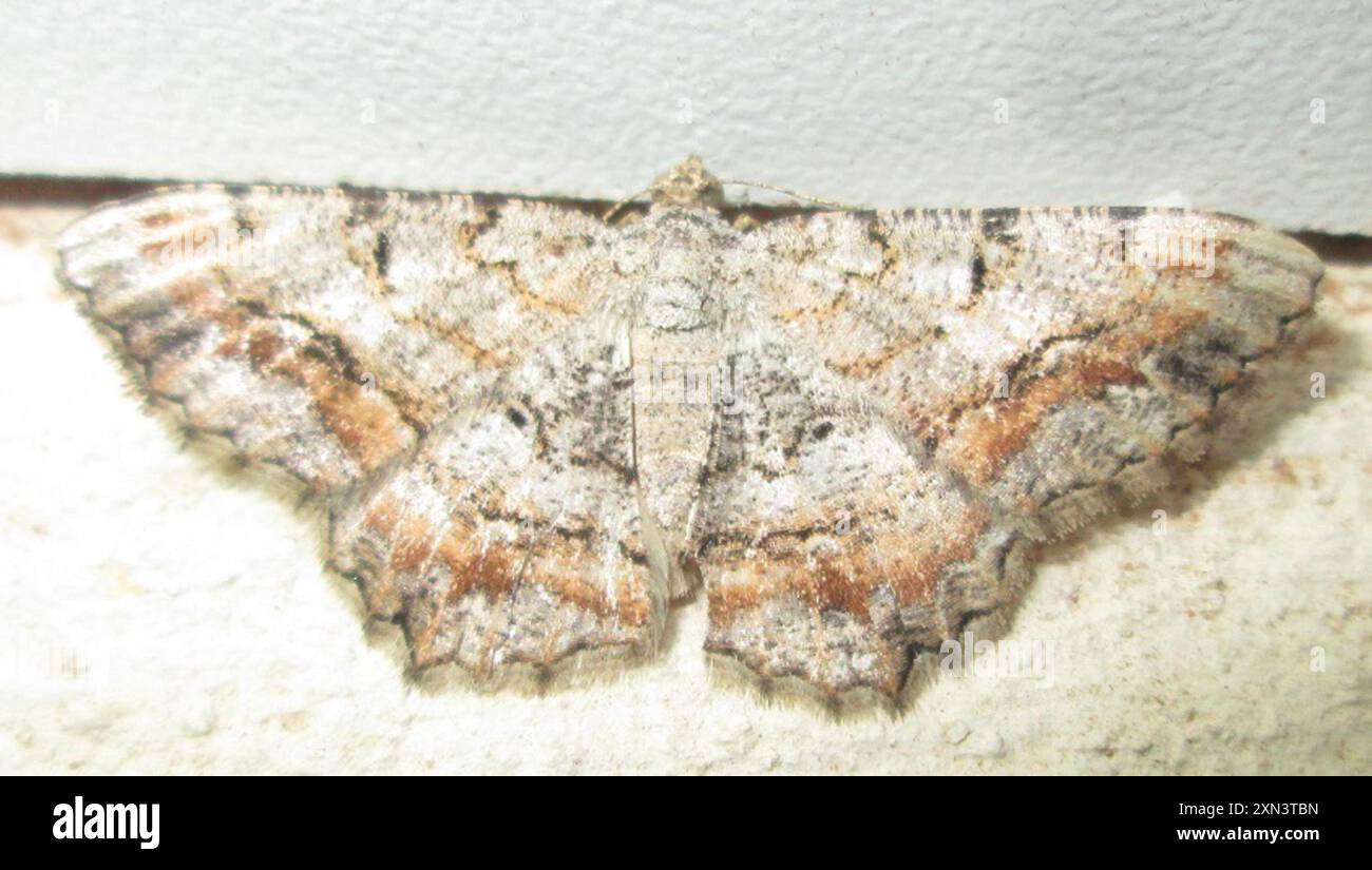 Geometer Moths (Geometridae) Insecta Stock Photo - Alamy