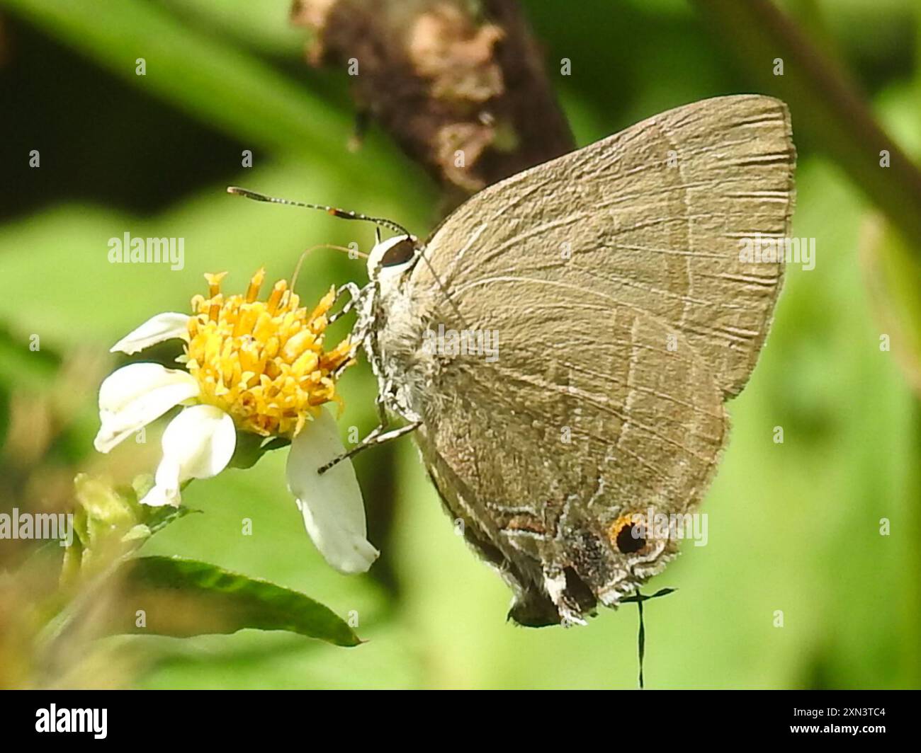 Slate Flash (Rapala manea) Insecta Stock Photo - Alamy