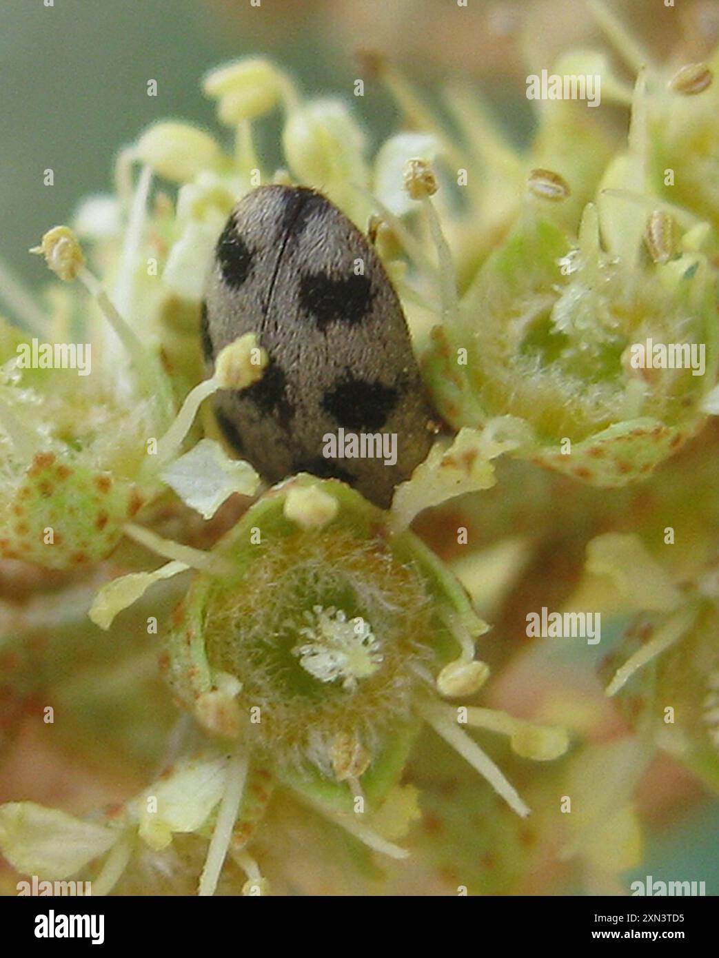 Skin Beetles (Dermestidae) Insecta Stock Photo - Alamy