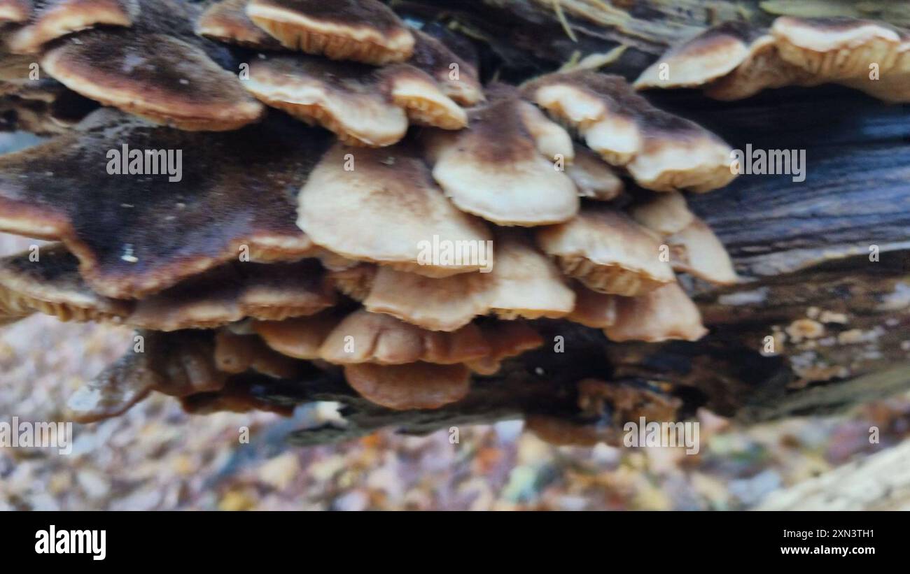 bear lentinus (Lentinellus ursinus) Fungi Stock Photo - Alamy