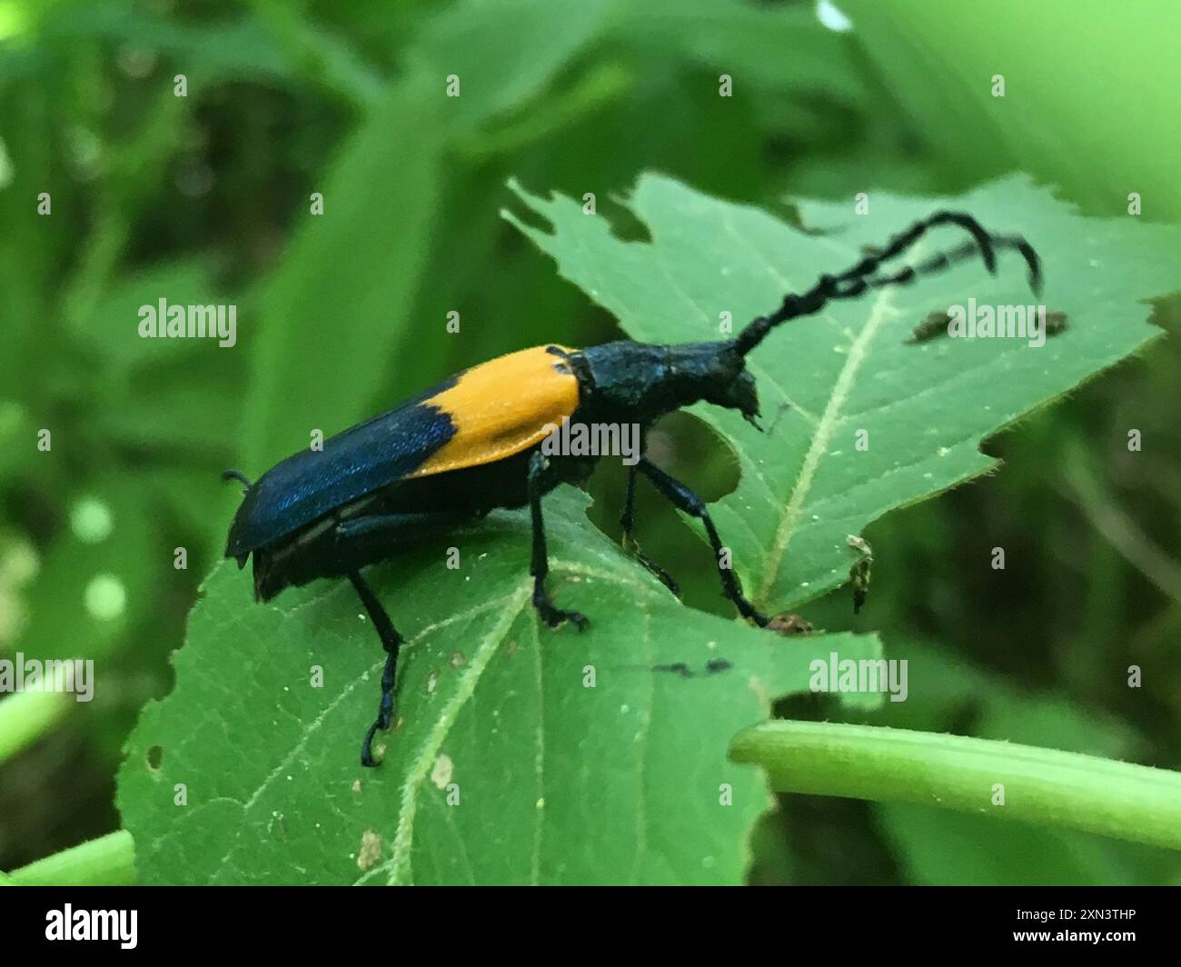 Desmocerus palliatus hi-res stock photography and images - Alamy